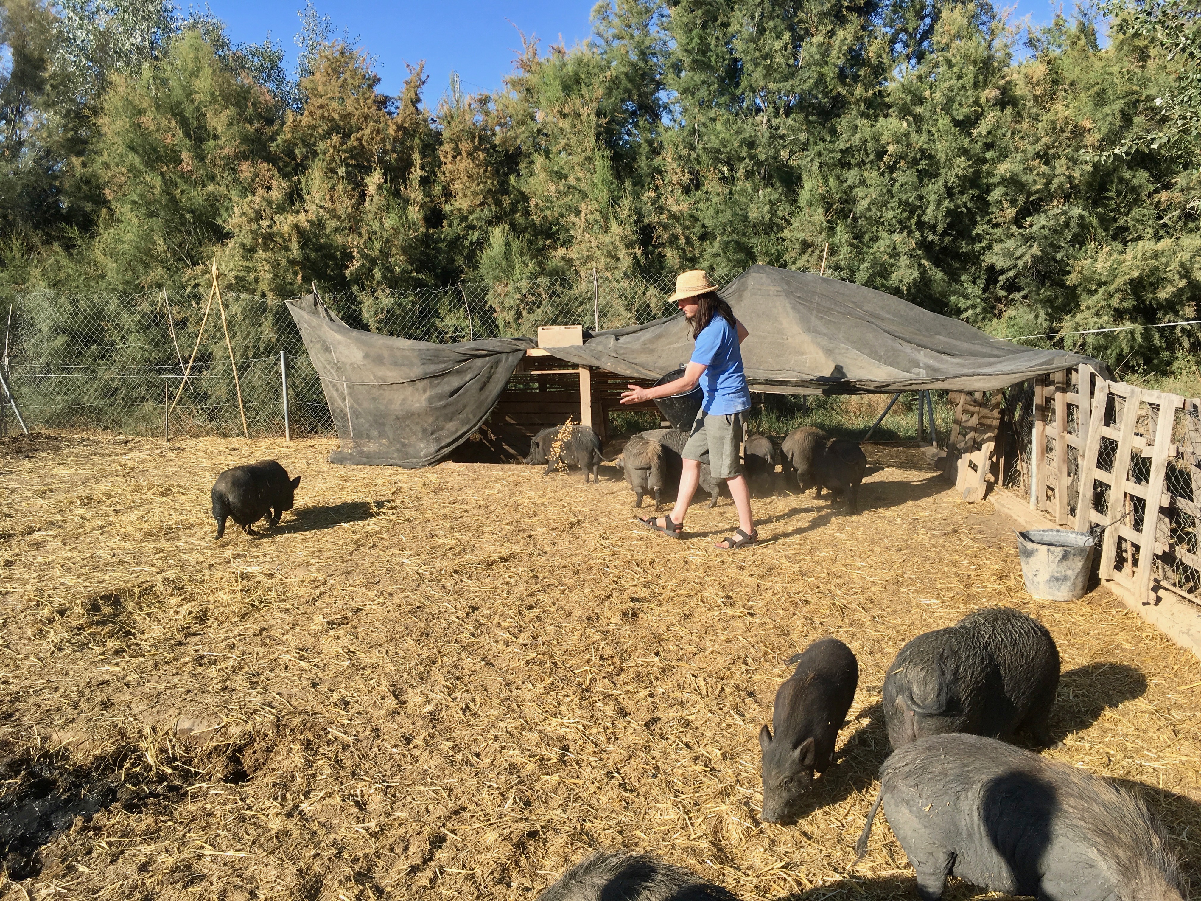 Where Is Jacobs Ridge Animal Sanctuary at Mitzi Mcclain blog