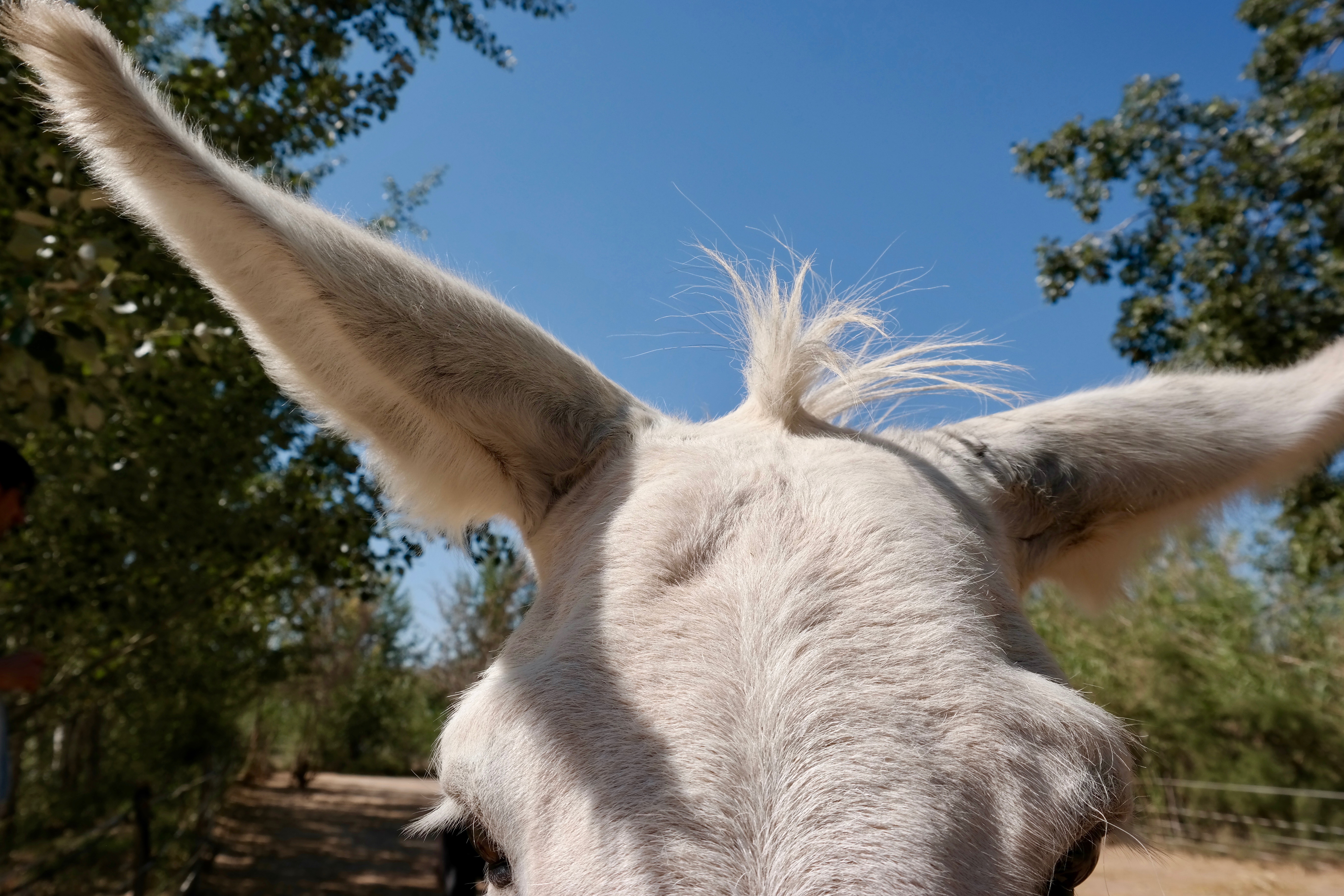 Where Is Jacobs Ridge Animal Sanctuary at Mitzi Mcclain blog